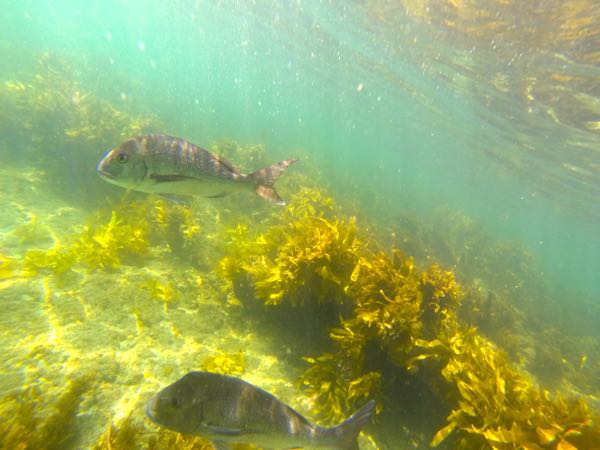 Goat Island's marine reserve oozes snapper - Blog the Globe